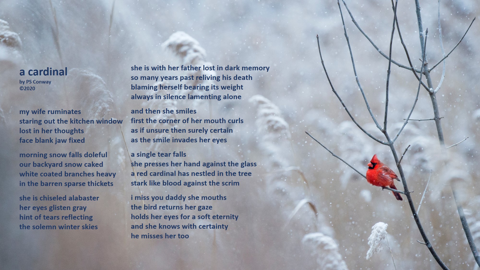 a-cardinal – Poetry by PS Conway