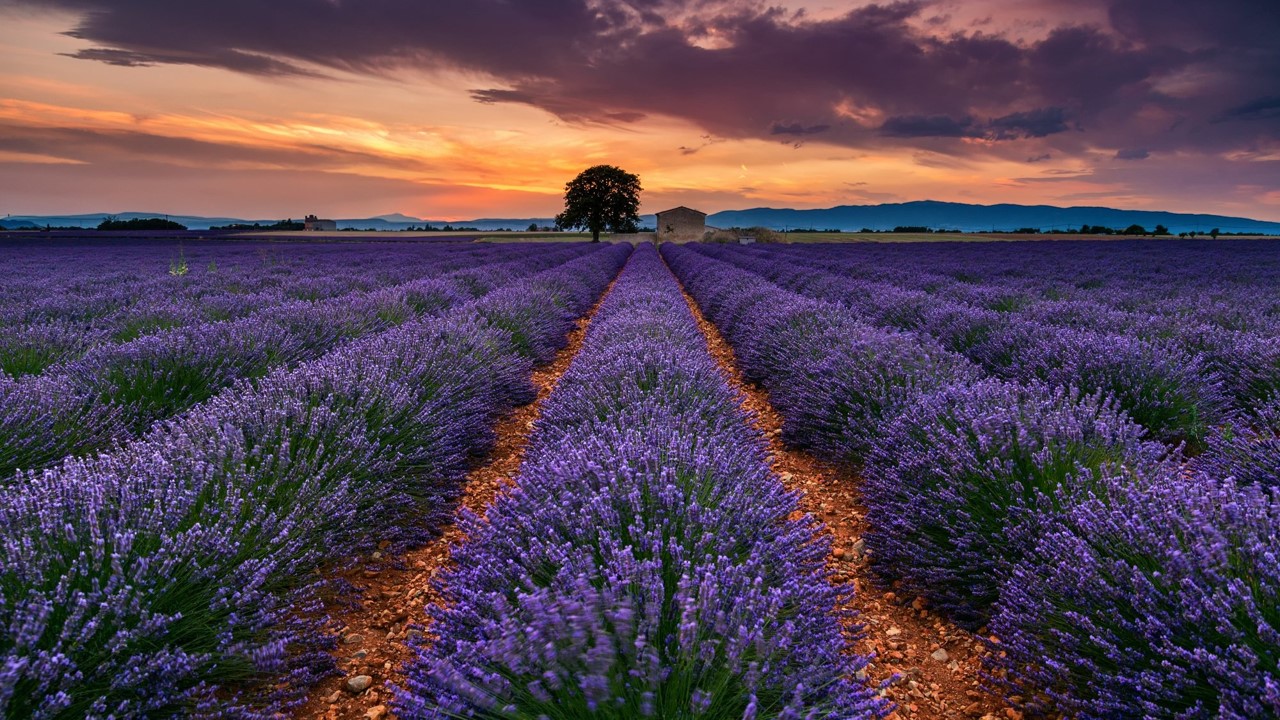 fragrant memories (image) – Poetry by PS Conway